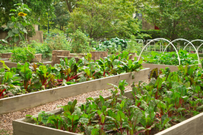 Orti urbani Firenze: ecco quali sono e come visitarli